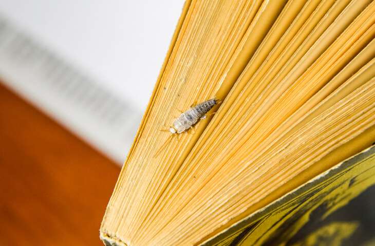 Common Winter Pests in Florida | McCall Pest & Wildlife