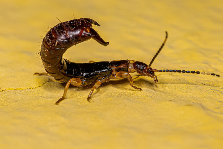 What Attracts Earwigs To My Florida Home? - Pest Control