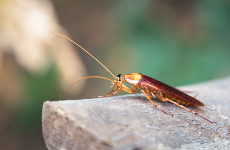 6 Tips To Keep Roaches Under Control - Household Pests