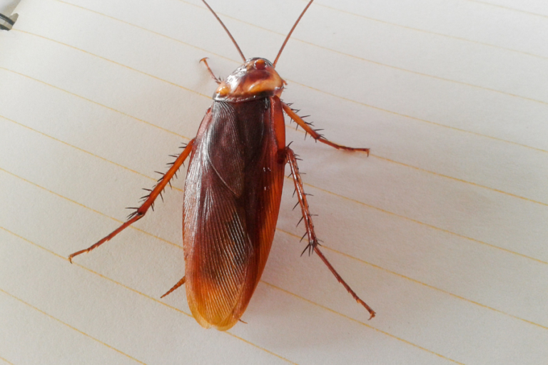 Dealing with Cockroaches in Florida - Household Pests