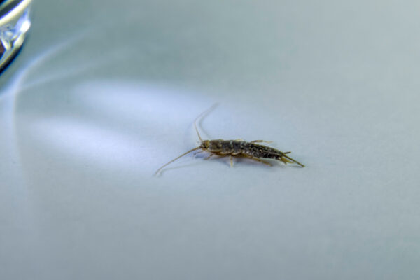 Are Silverfish in My Florida Home? - Silverfish Prevention