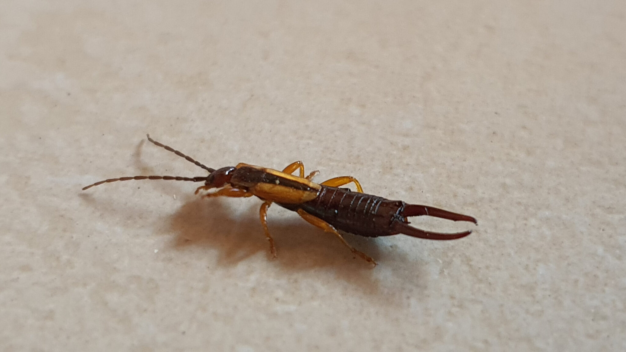 What Do Earwigs Use Pincers For? - Household Pests