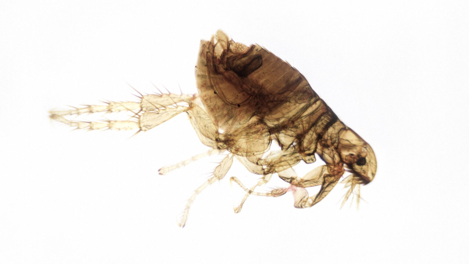 Fleas 101: Identification, Prevention, Elimination - Flea Control