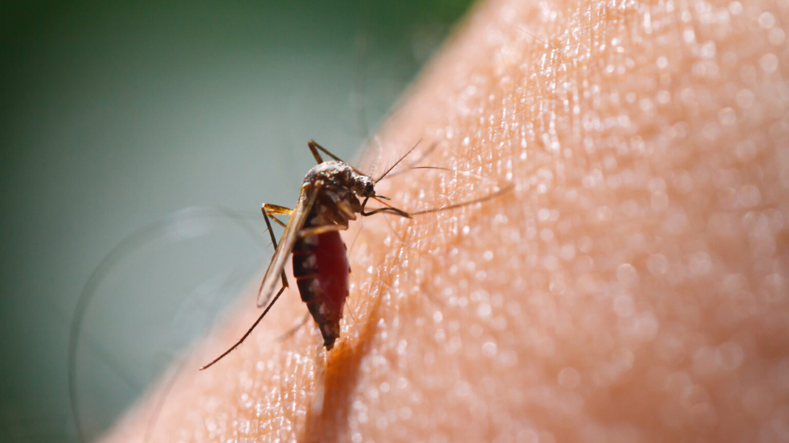 Mosquito Reduction: Backyard Mosquito Control - Mosquito Season