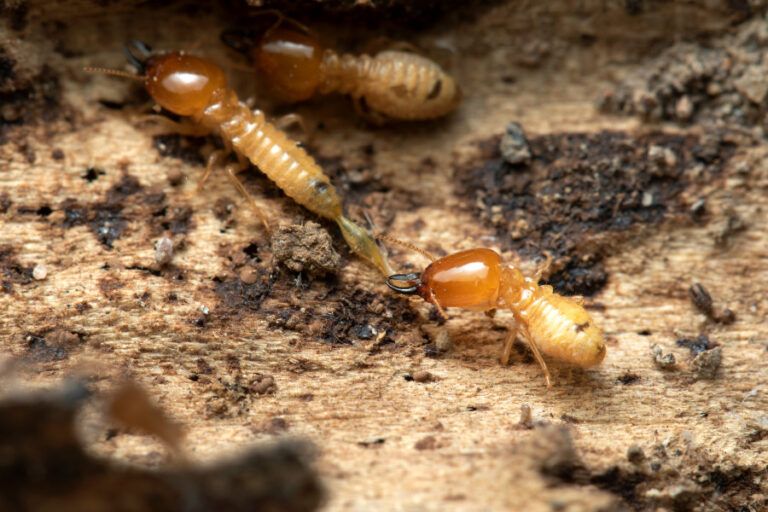 Preventing a Termite Invasion in St. Augustine - Termite Control