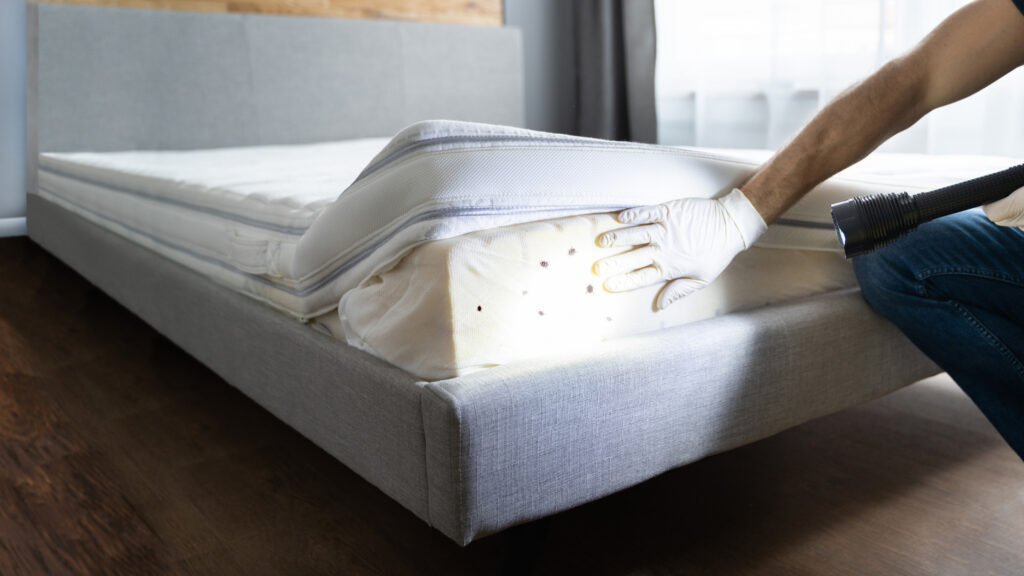 Best Florida Pest Control Near You - McCall Service