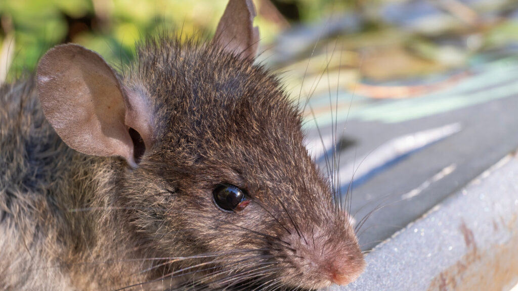 Best Florida Pest Control Near You - McCall Service