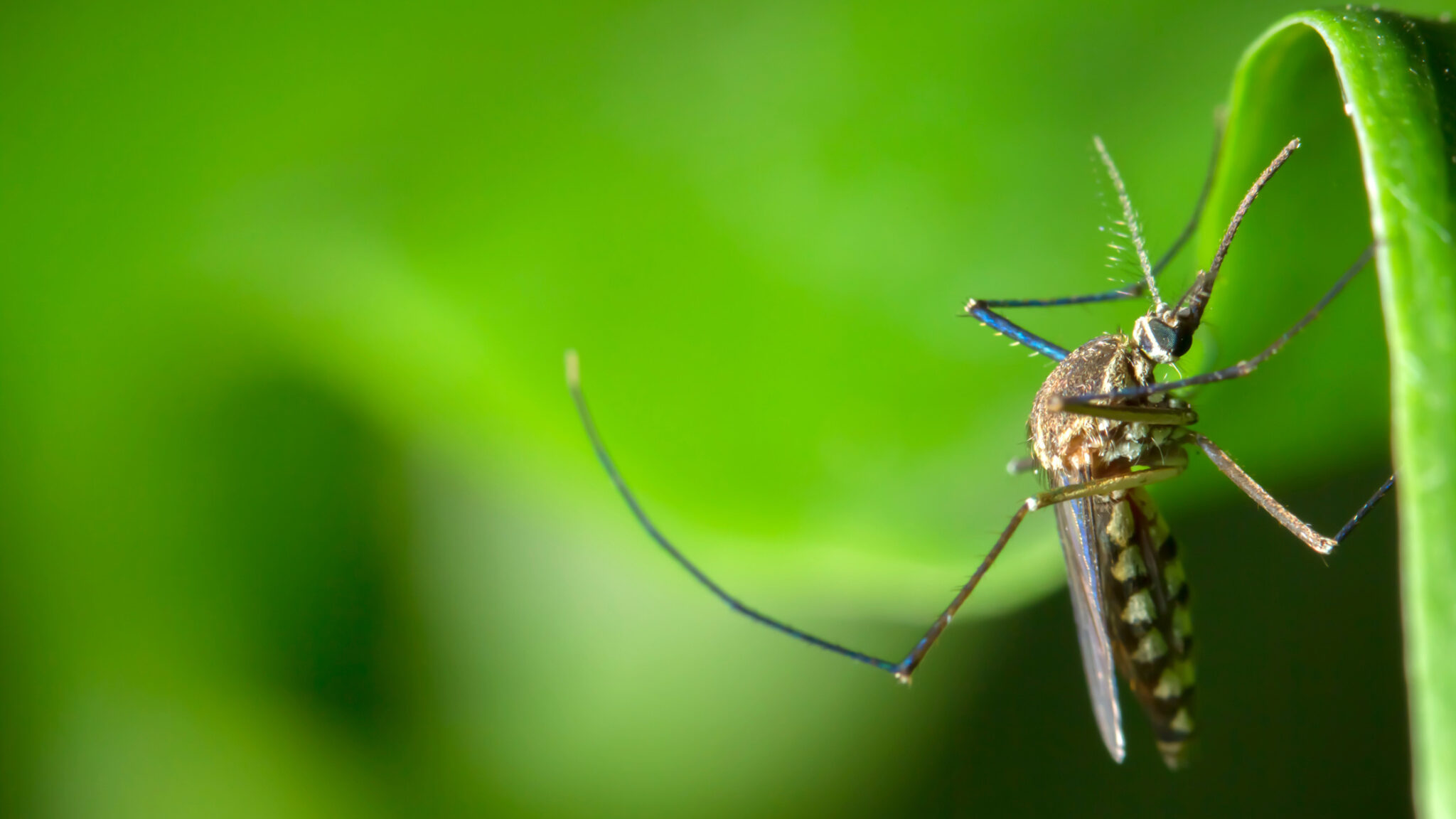 Protecting Your Brandon Home from Mosquitoes - Mosquito Control