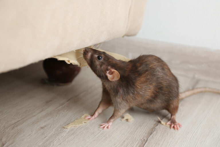 How to Keep Your Waldo Property Rodent-Free - Rodent Control