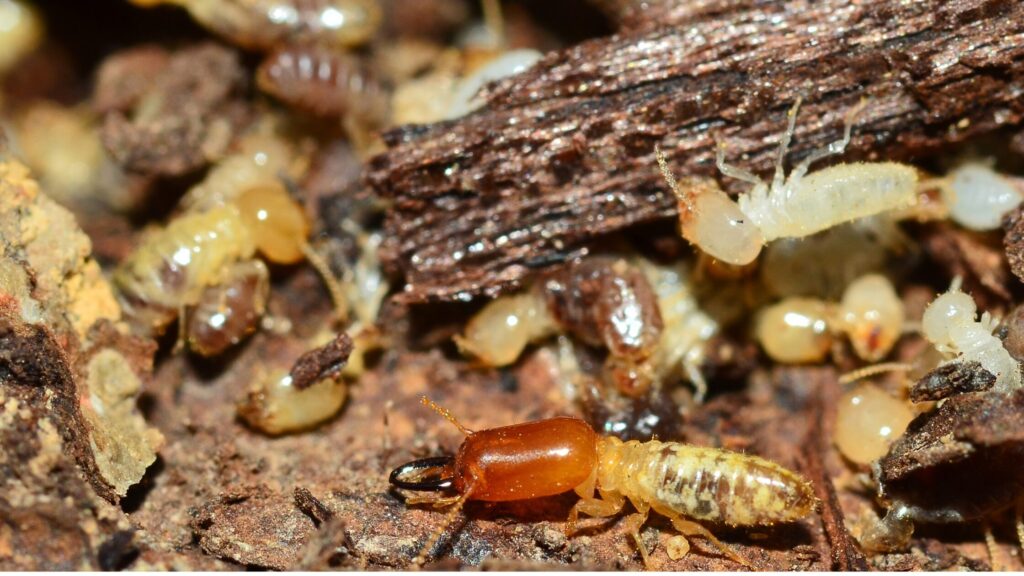 The 411 On Pest Control for Termites - Termite Control