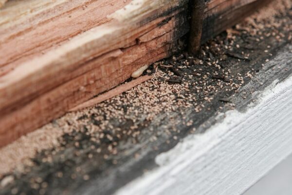 Termite Treatment in Florida - McCall Pest & Wildlife